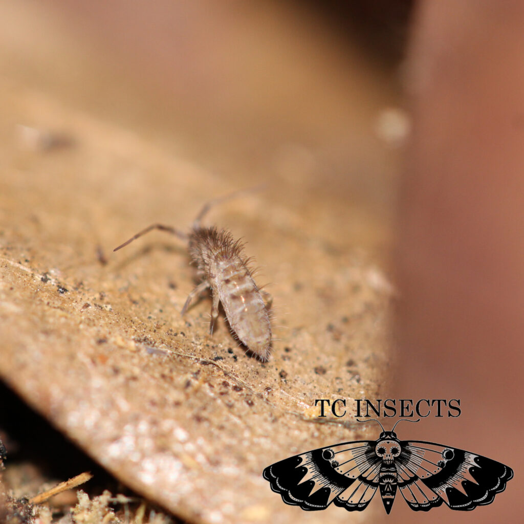 Orchesella villosa | Woolly Mammoth Springtails - TC INSECTS